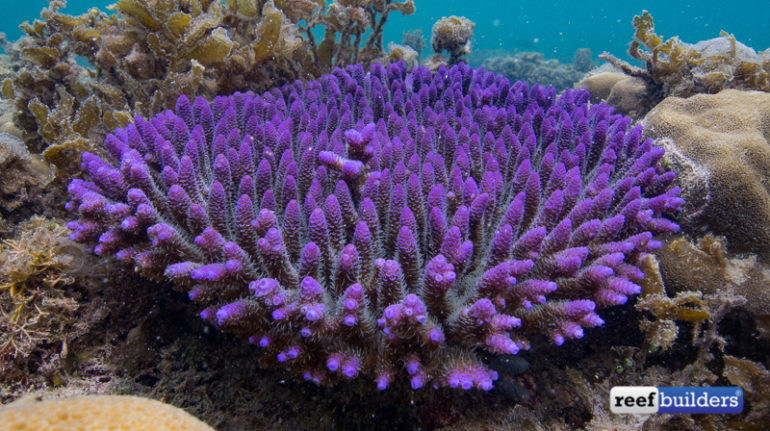 Acropora millepora: Everything You Ever Wanted To Know About This Coral ...