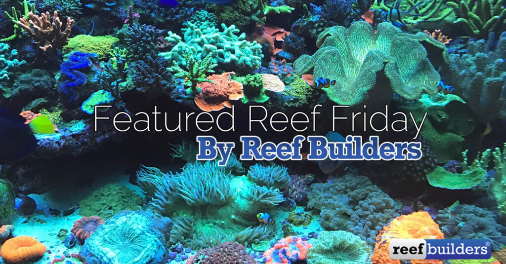 Featured Reef Friday - Send Us Your Pictures TODAY! | Reef Builders ...