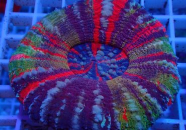 Category: homophyllia | Reef Builders | The Reef and Saltwater Aquarium ...