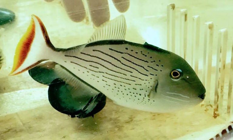 Mythical Linespot Triggerfish Appears At ACI Aquaculture | Reef ...