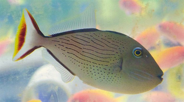 Mythical Linespot Triggerfish Appears At ACI Aquaculture | Reef ...