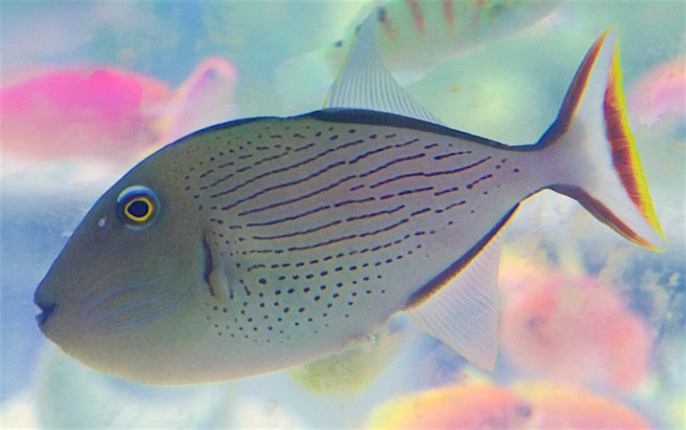 Mythical Linespot Triggerfish Appears At ACI Aquaculture | Reef ...