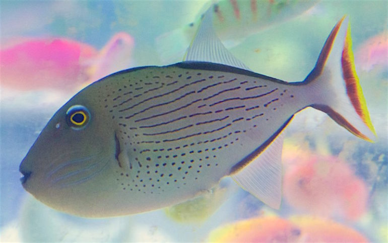 Mythical Linespot Triggerfish Appears At ACI Aquaculture | Reef ...