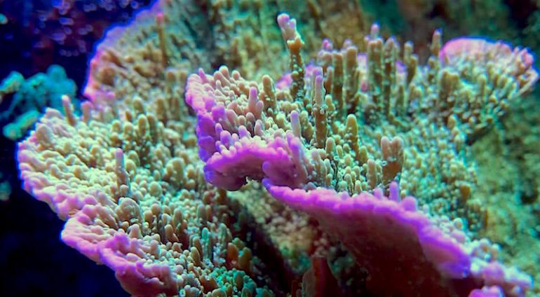 Some Of My Favorite SPS Corals | Reef Builders | The Reef and Saltwater ...