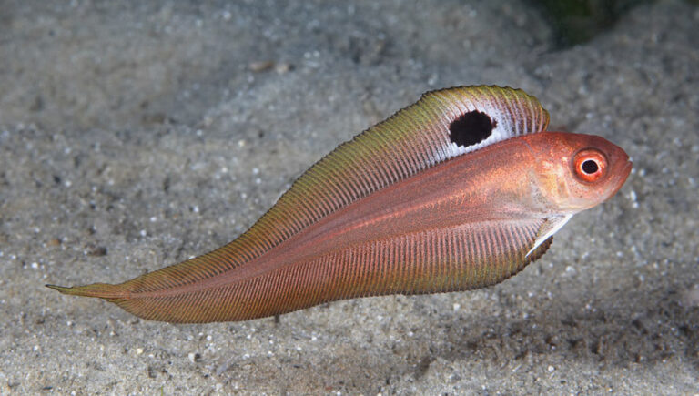 These Neat Bandfish Are Totally Worth A Species Focused Aquarium | Reef ...
