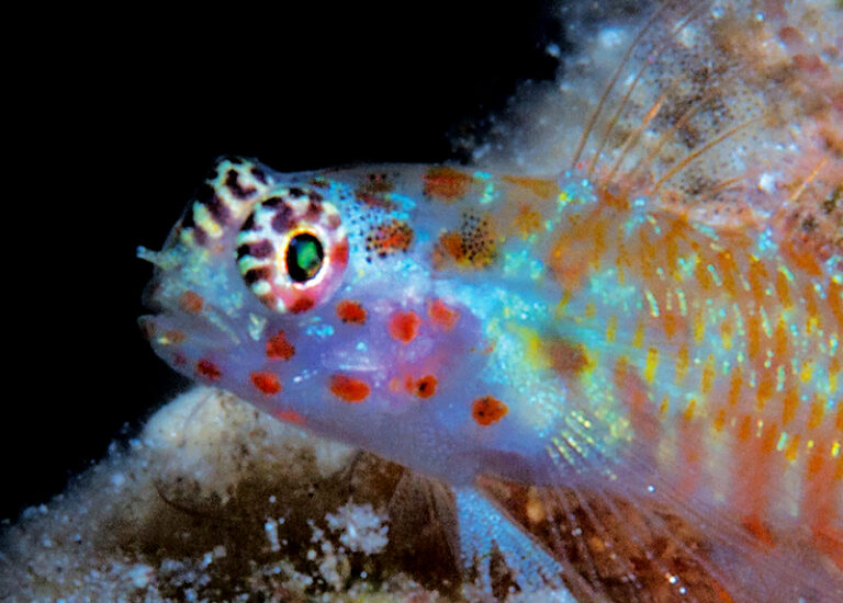 The Painted Face Dwarf Goby Is Your New Nano Species Of The Day | Reef ...
