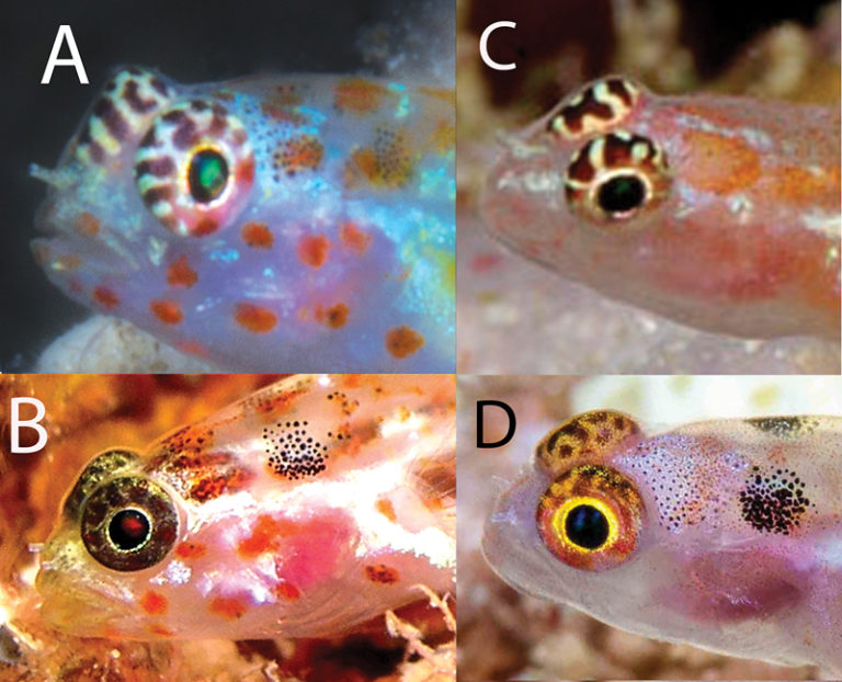 The Painted Face Dwarf Goby Is Your New Nano Species Of The Day | Reef ...