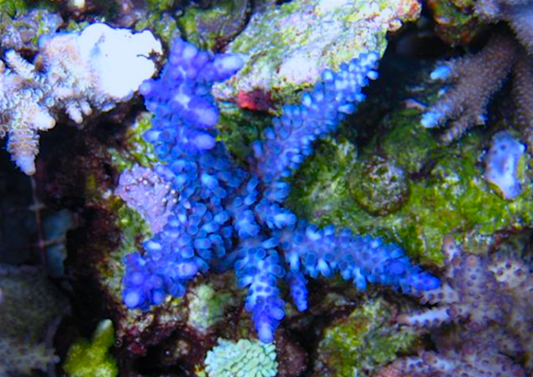 Turbocharge your BLUE Stony Corals with 370nm UV Spotlights | Reef ...