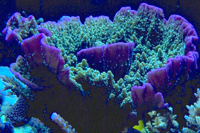 Some Of My Favorite SPS Corals | Reef Builders | The Reef and Saltwater ...