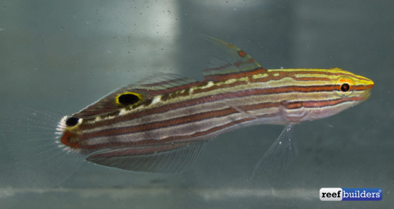 Rainford X Hector Goby Hybrid Is A Perfect Blend of Its Parents | Reef ...
