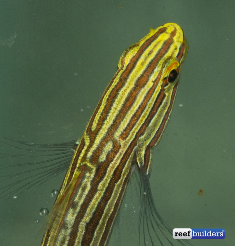 Rainford X Hector Goby Hybrid Is A Perfect Blend of Its Parents | Reef ...