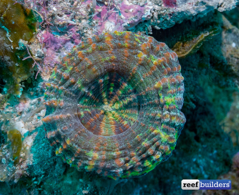 We Found The Ultimate Scolymia Habitat In Tela Honduras | Reef Builders ...