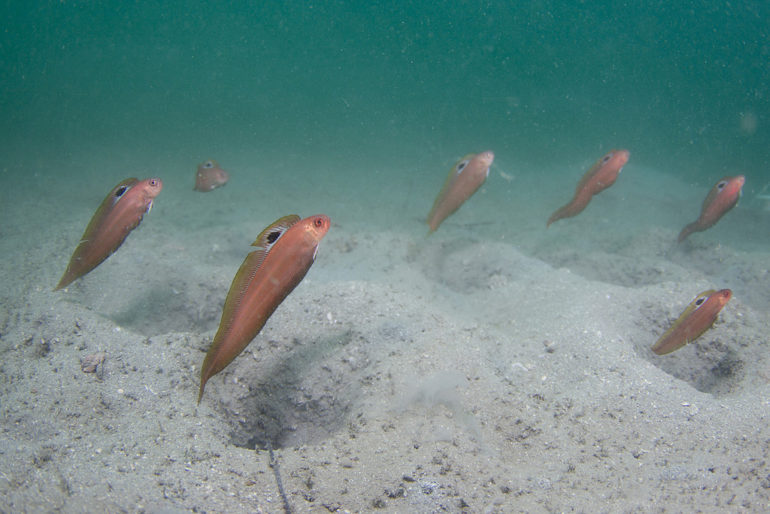 These Neat Bandfish Are Totally Worth A Species Focused Aquarium | Reef ...