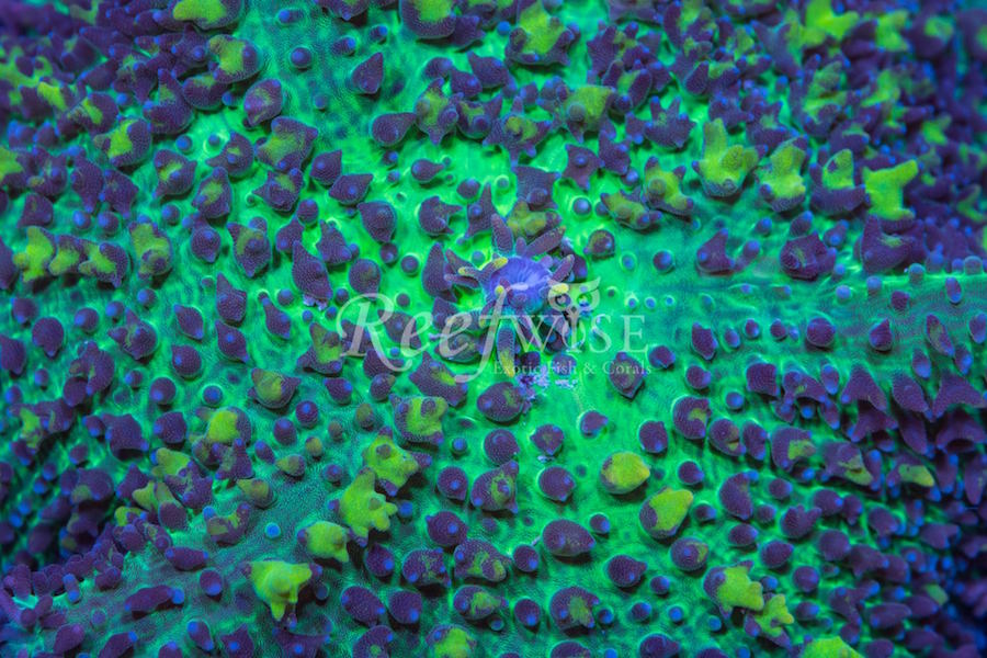 Caribbean Bounce Shroom Is Possibly A NEW Species! | Reef Builders ...