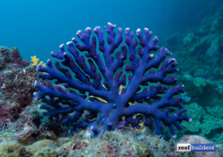 Unseen Corals - The Forbidden Beauty of Distichopora | Reef Builders ...