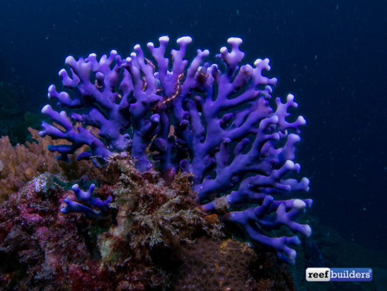 Unseen Corals - The Forbidden Beauty of Distichopora | Reef Builders ...