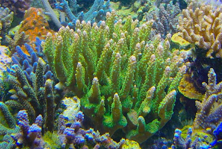 Some Of My Favorite SPS Corals | Reef Builders | The Reef and Saltwater ...