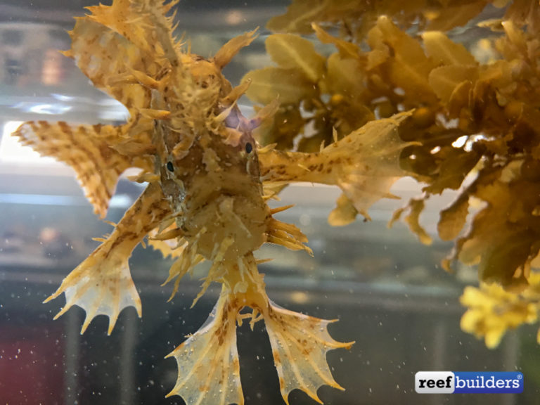 Awesome Fish Spotlight: Sargassum Frogfish | Reef Builders | The Reef ...