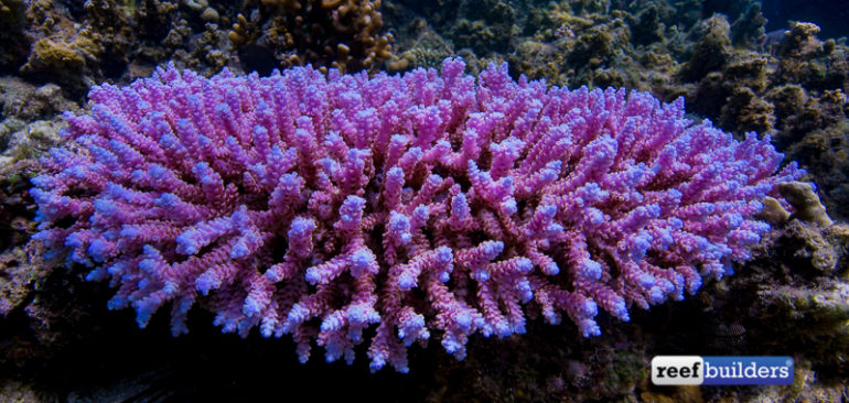 A Selection of Purple Wild Acros From Papua New Guinea | Reef Builders ...