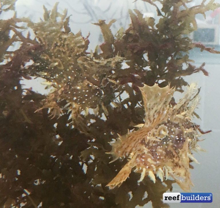 Awesome Fish Spotlight: Sargassum Frogfish | Reef Builders | The Reef ...