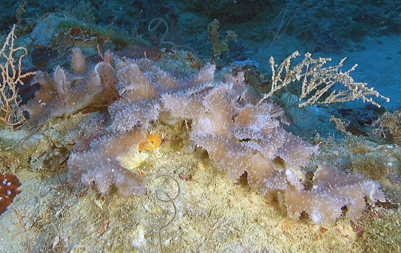 Sinularia mesophotica, A New Species of Photosyntetic Soft Coral From ...