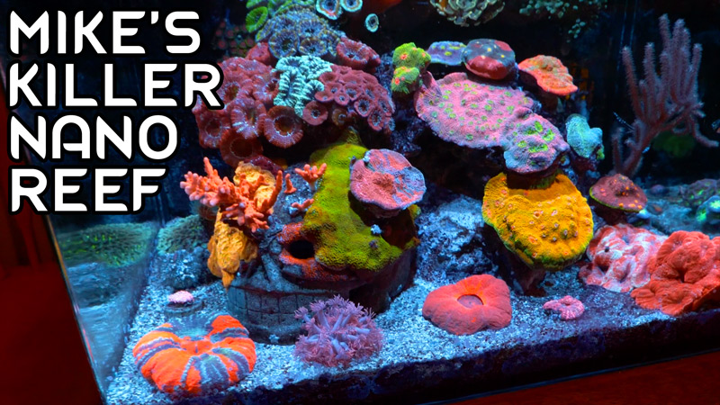Mike’s Nano Reef Makes a BIG Impression! | Reef Builders | The Reef and ...
