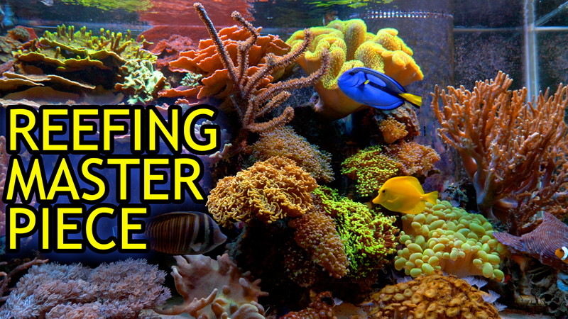 The Classic Community Reef Tank of Scott Anderson | Reef Builders | The Reef and Saltwater ...
