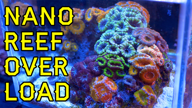 Overload On The Nano & Pico Reefs of Elite Reef | Reef Builders | The ...