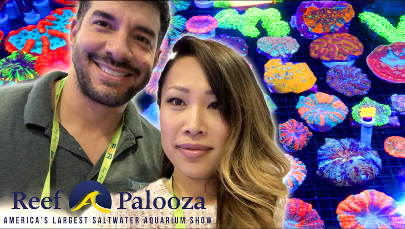 The Reefapalooza Community Shines In The Latest On Location Video ...