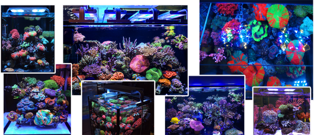New GrassyCore LED With Record-Breaking Color Rendition by Volx Japan | Reef Builders | The Reef ...