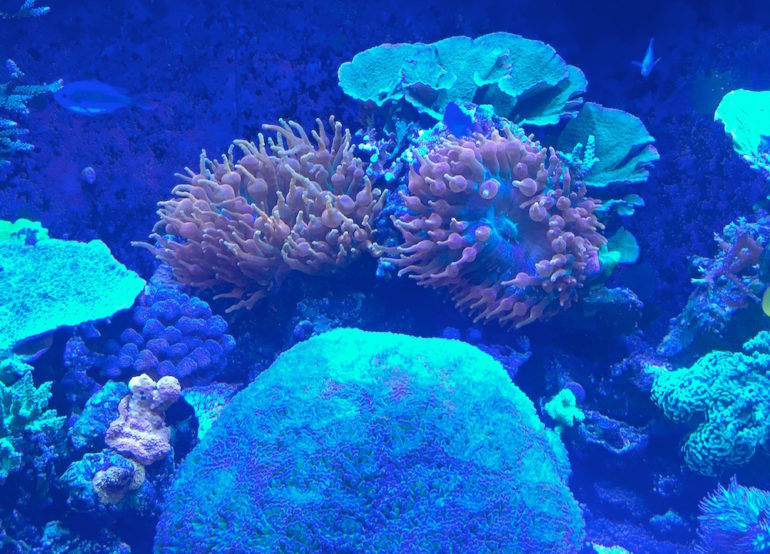 Bad Things We Add to Our Tanks | Reef Builders | The Reef and Saltwater ...