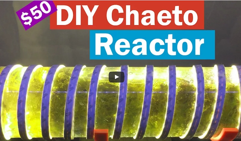 DIY Chaetomorpha Reactors Are All The Rage Right Now! | Reef Builders ...