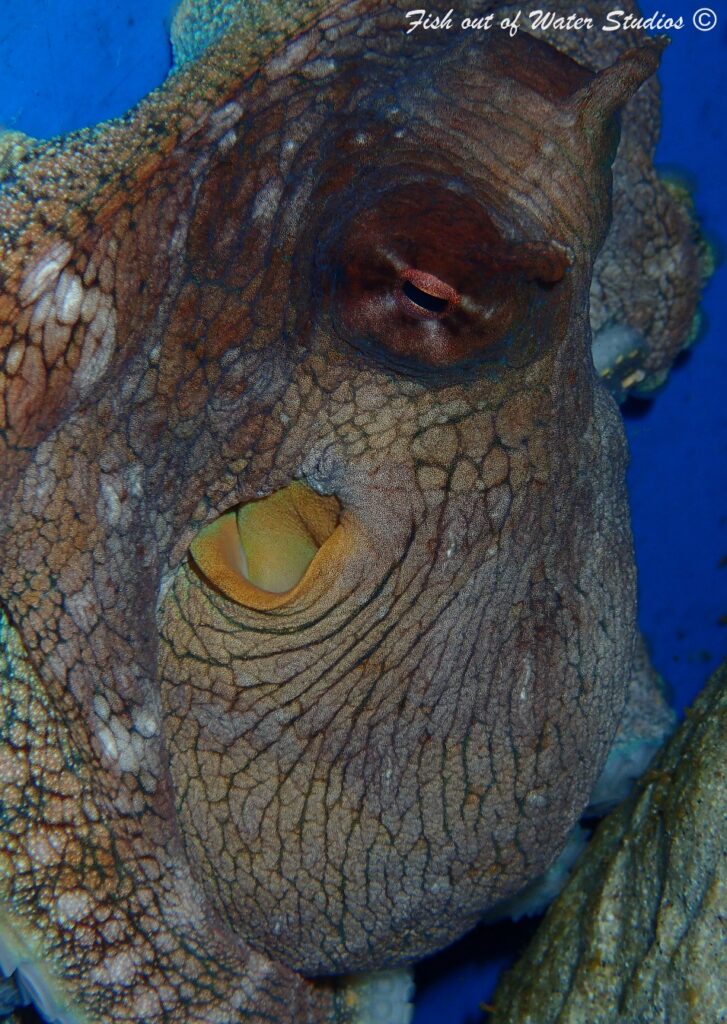 Octopus Aquaculture A tour Of The Kanaloa Octopus Farm | Reef Builders ...