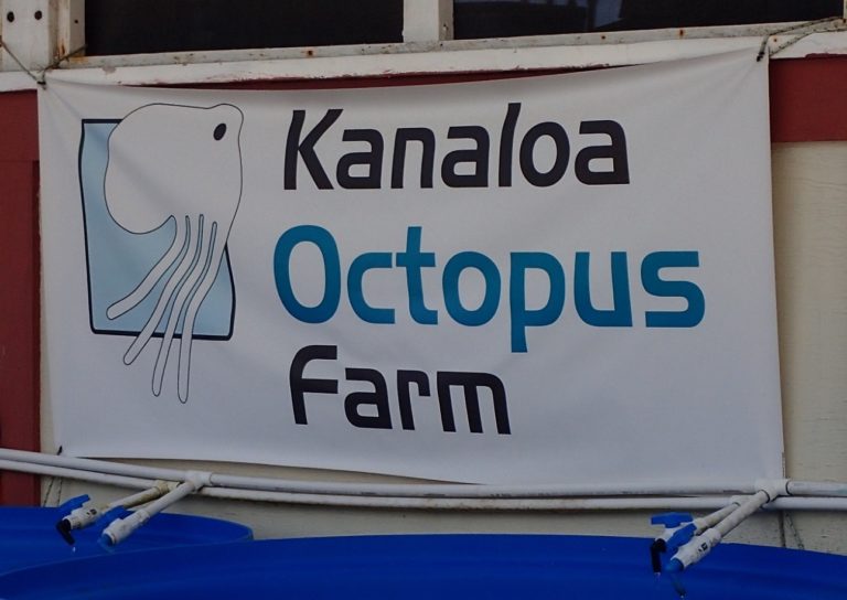 Octopus Aquaculture A tour Of The Kanaloa Octopus Farm | Reef Builders ...