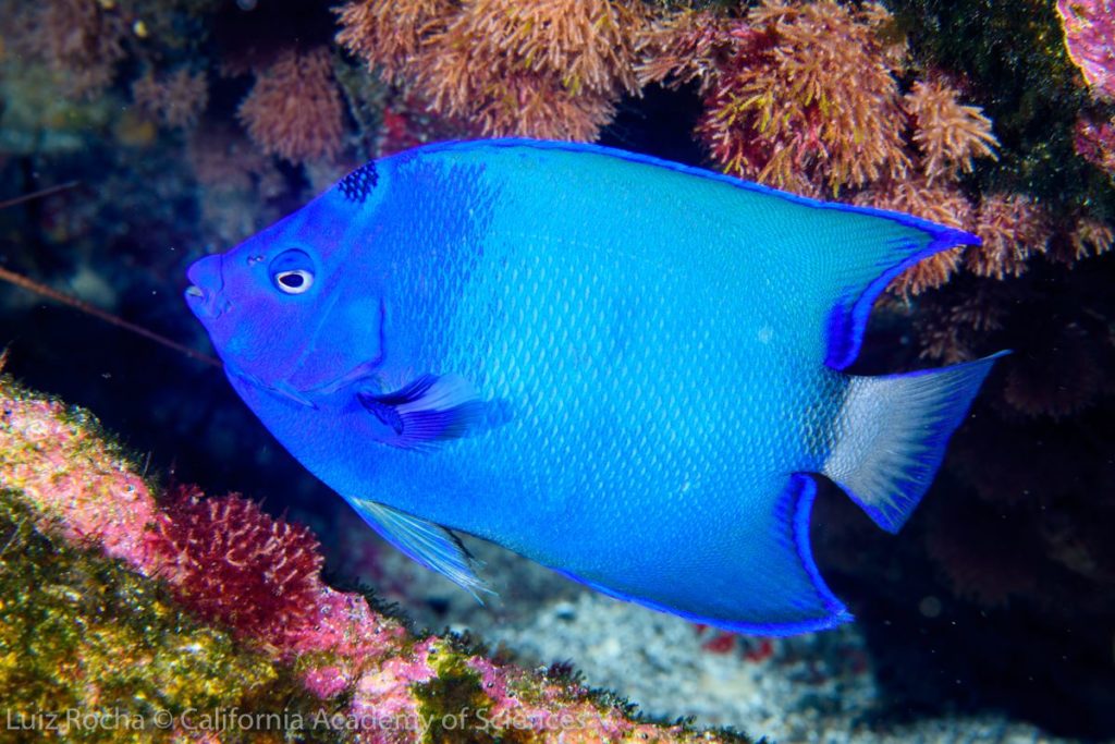 Great New Pictures of BLUE Queen Angelfish from St. Paul’s Rock | Reef ...