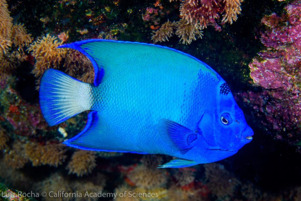 Great New Pictures of BLUE Queen Angelfish from St. Paul’s Rock | Reef ...