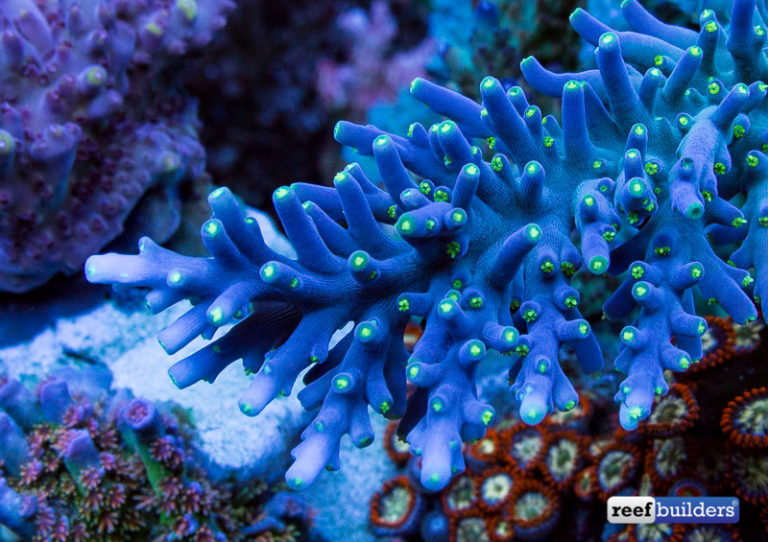Some Of Jason Fox’s Personal Favorite Corals | Reef Builders | The Reef ...