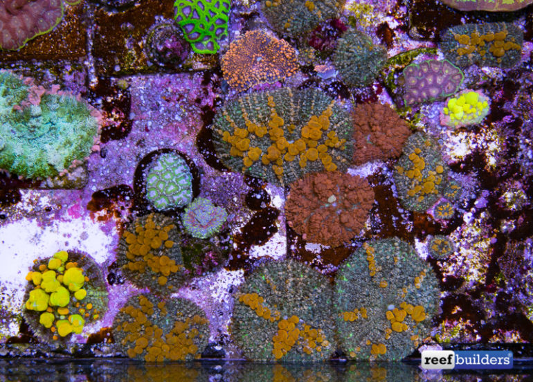 Some Of Jason Fox’s Personal Favorite Corals | Reef Builders | The Reef ...