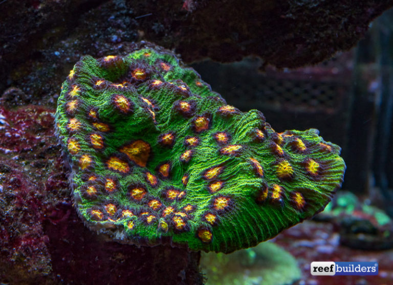 Some Of Jason Fox’s Personal Favorite Corals | Reef Builders | The Reef ...