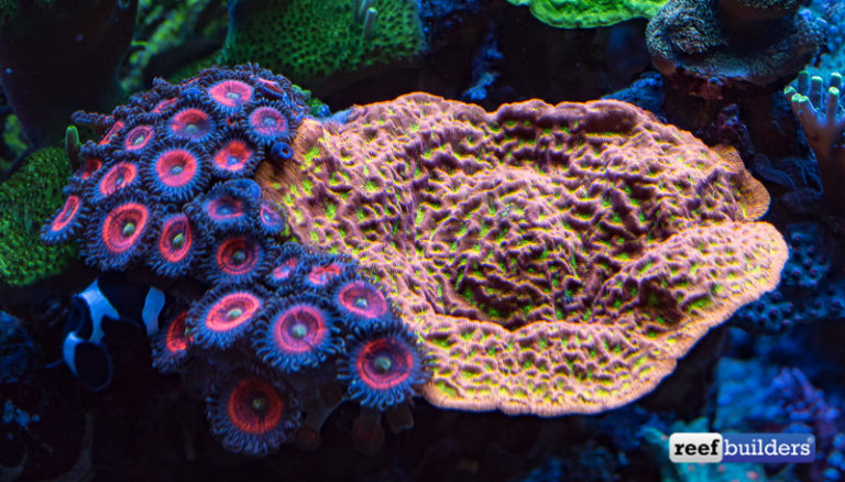 Some Of Jason Fox’s Personal Favorite Corals | Reef Builders | The Reef ...