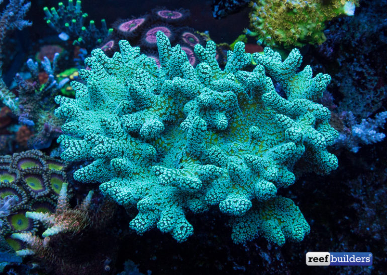 Some Of Jason Fox’s Personal Favorite Corals | Reef Builders | The Reef ...