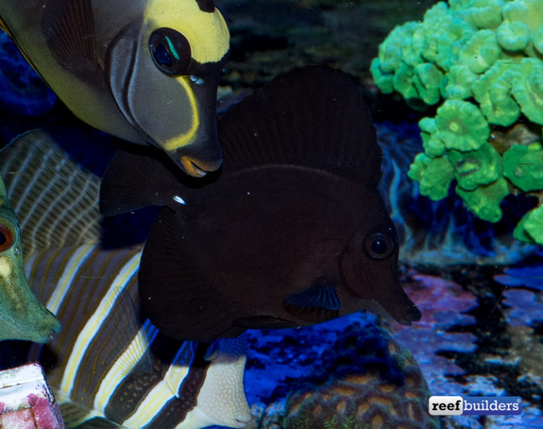 There’s A Tang Party At Jason Fox’s House! | Reef Builders | The Reef ...