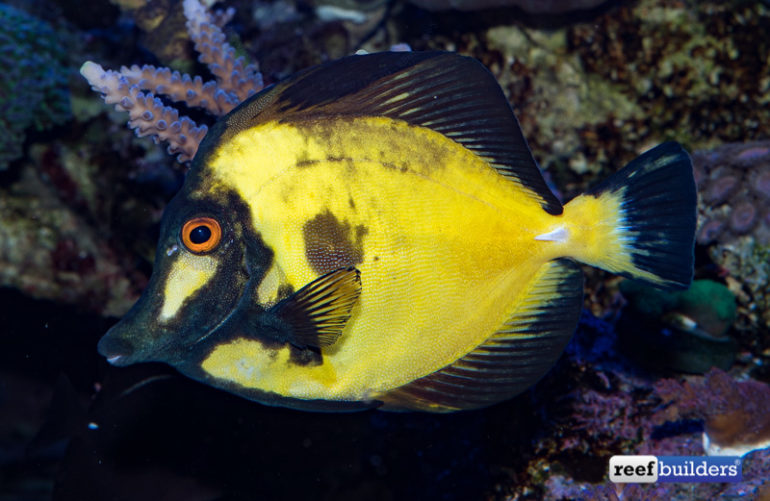 There’s A Tang Party At Jason Fox’s House! | Reef Builders | The Reef ...
