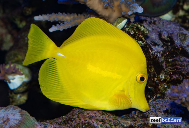 There’s A Tang Party At Jason Fox’s House! | Reef Builders | The Reef ...