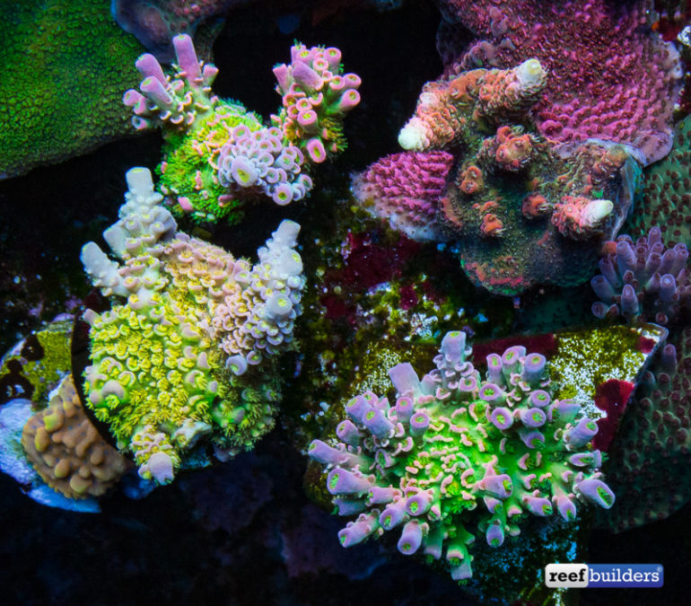 Some Of Jason Fox’s Personal Favorite Corals | Reef Builders | The Reef ...