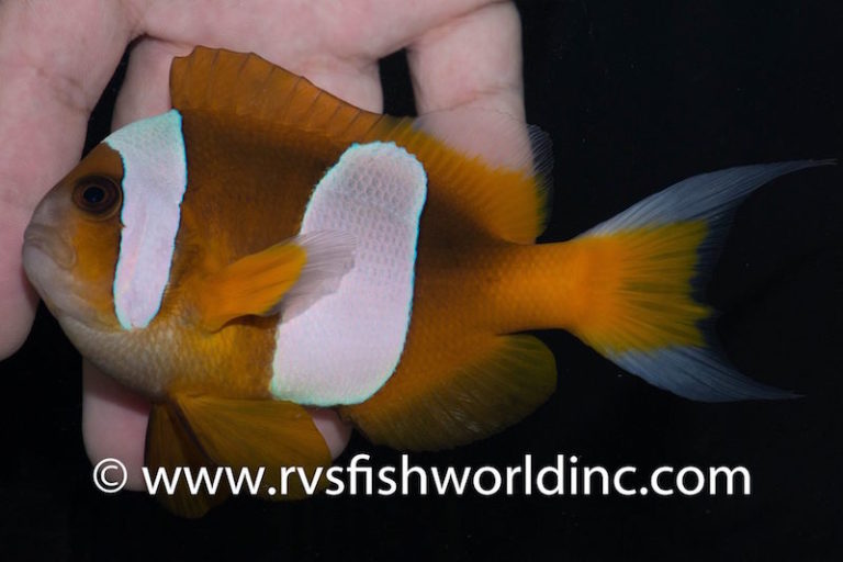 These Four Rare Fish Make For An Incredible Madagascar Biotope Aquarium ...