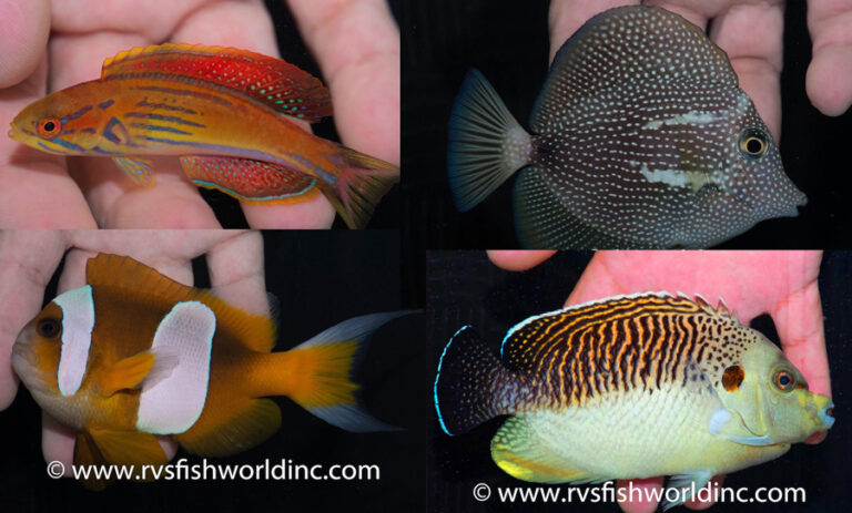 These Four Rare Fish Make For An Incredible Madagascar Biotope Aquarium ...