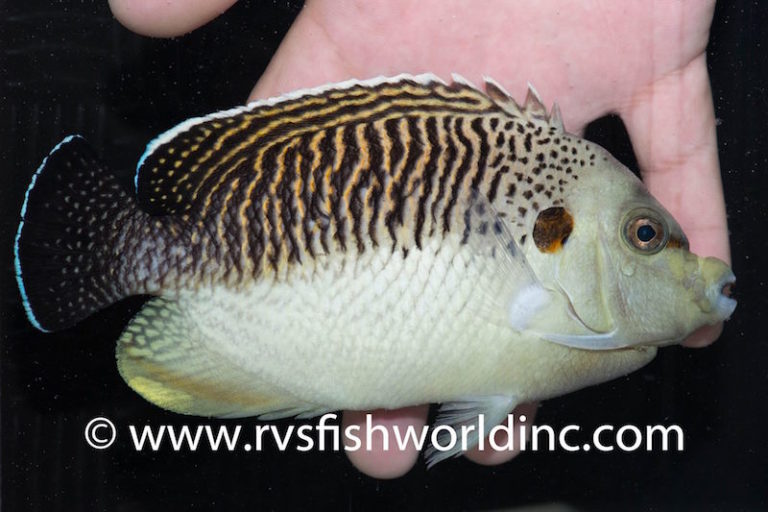 These Four Rare Fish Make For An Incredible Madagascar Biotope Aquarium ...