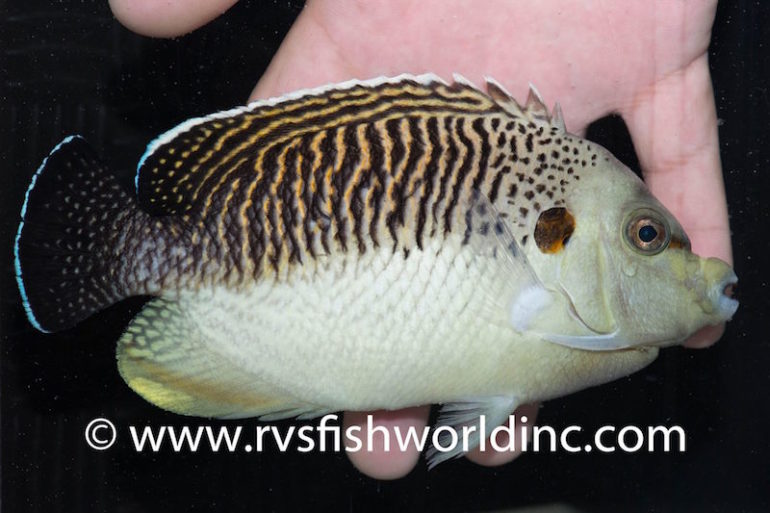 These Four Rare Fish Make For An Incredible Madagascar Biotope Aquarium ...