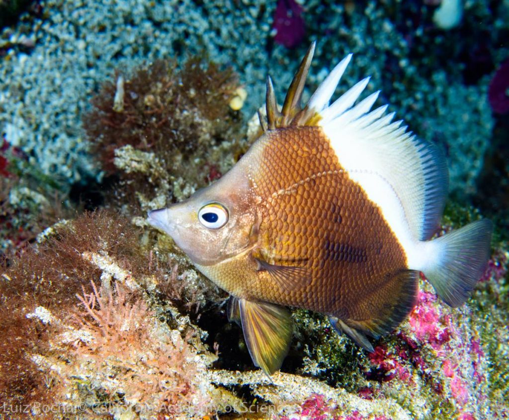 Oblique Butterflyfish Is The Coolest Fish You’ve Never Heard Of! | Reef ...